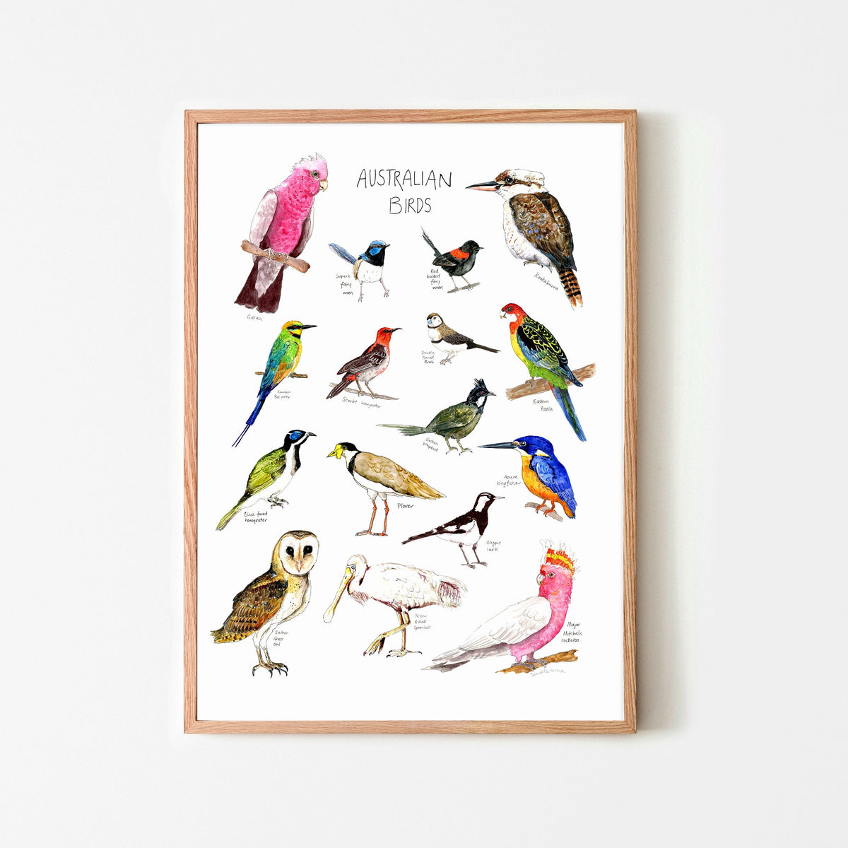 Australian birds poster – Shantele Ianna Art