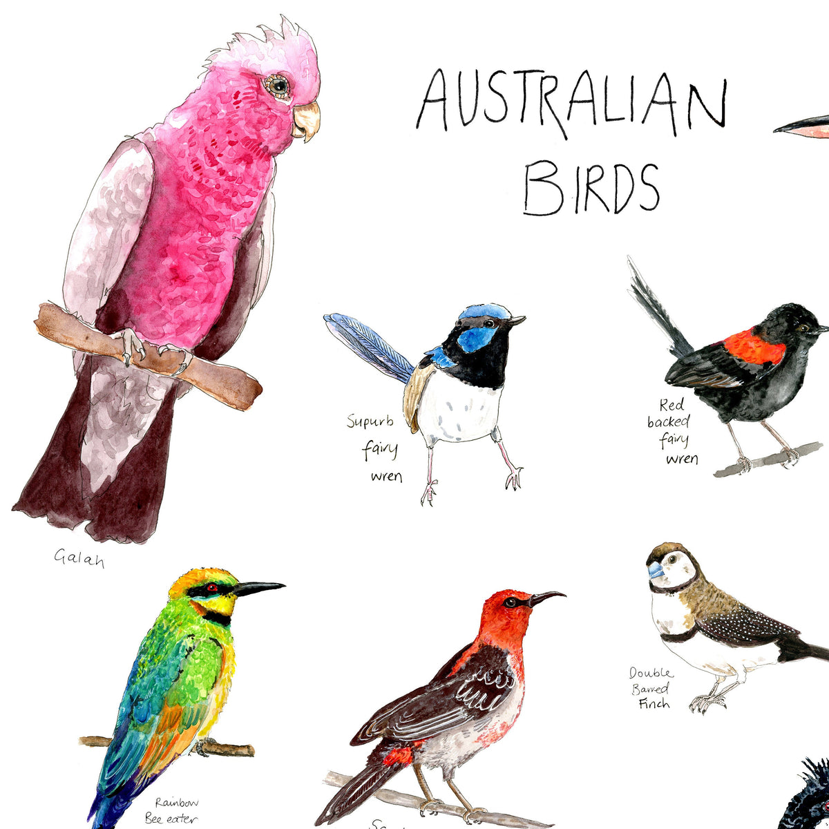 Australian birds poster – Shantele Ianna Art