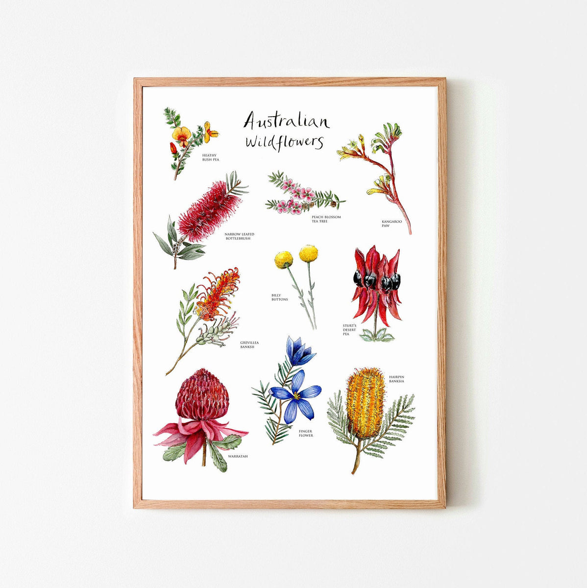 Australian Native Wildflower Poster - Nursery Art & Kids Room Decor ...