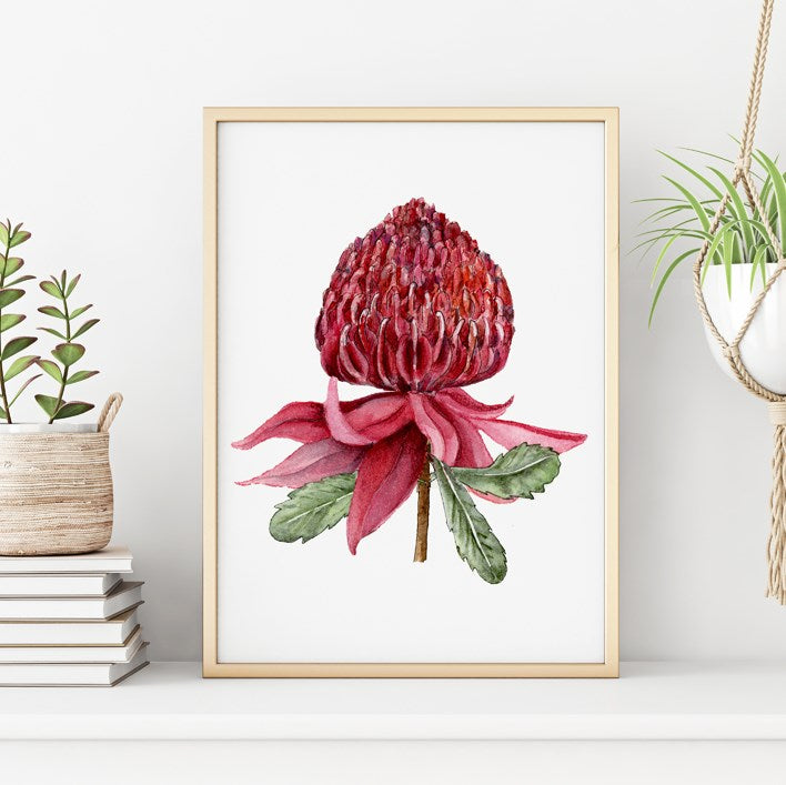 Waratah flower print – Shantele Ianna Art