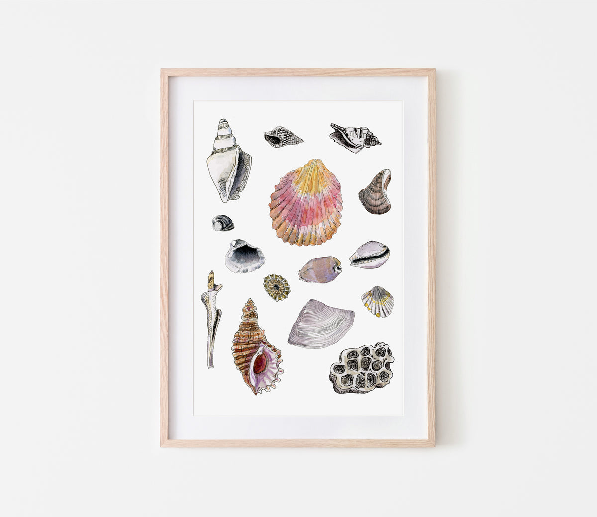 Shell study – Shantele Ianna Art
